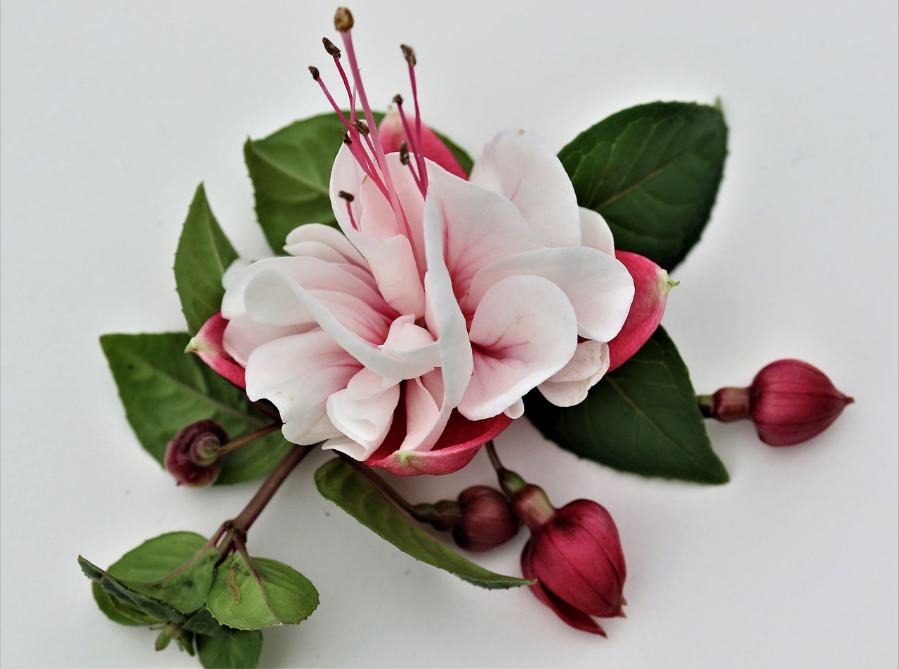 Weekly Inspiration Article - Georgeta Dendrino